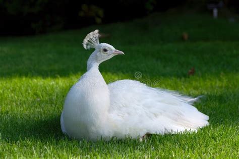 Pavo Real Blanco En Hierba Foto De Archivo Imagen De Diversidad 16001926