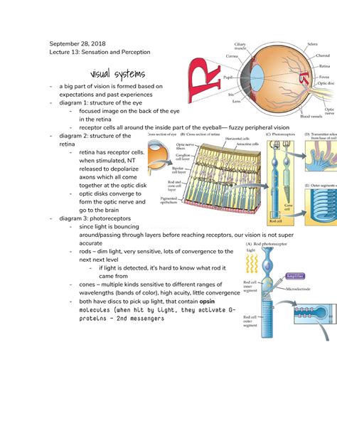 5 Vision Lecture Notes 18 19 September 28 2018 Lecture 13 Sensation And Perception Visual
