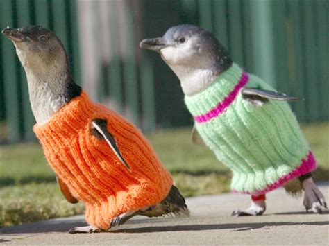 Gwenny Penny Cutest Thing Ever Penguins In Sweaters