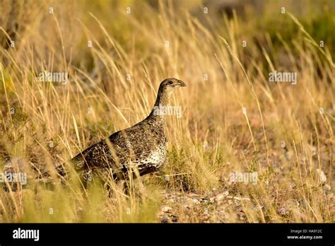 The Greater Sage Grouse Photographed At Seedskadee National Wildlife