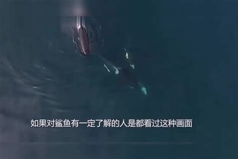 为何鲨鱼碰上虎鲸动都不动，任凭其撕咬？看完让人顿时醒悟了鲨鱼