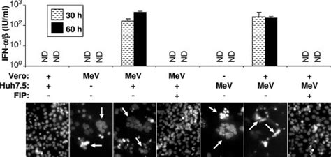 Reciprocal Trans Complementation Of Rig I And Ifn Deficient Cells By