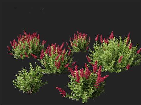 Artstation Spiraea Douglasii Western Spirea Resources