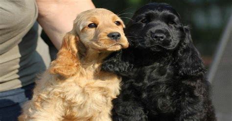 15 Signs Youre A Crazy Cocker Spaniel Person And Damn Proud To Be