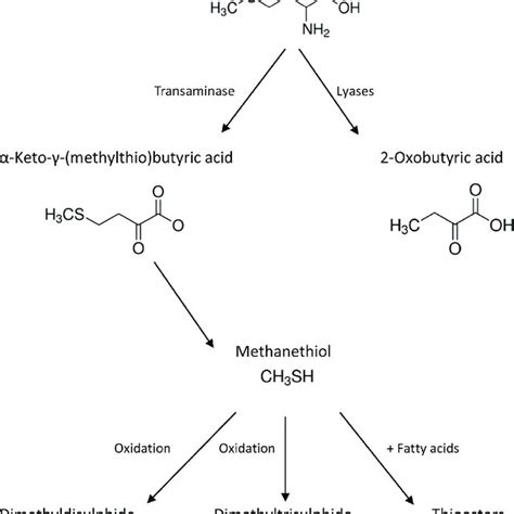 2 Simplified Metabolic Pathways Of Propionic Acid Bacteria In Cheese Download Scientific Diagram