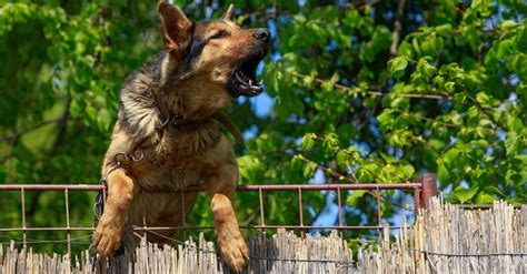 თუ ძაღლი აშკარა მიზეზის გარეშე ყეფს ყურადღება უნდა მიაქციოთ ზოგიერთ რამეს რჩევები ვივიენისგან