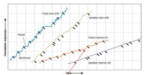 Lecture 19 Learning 2 Operant Conditioning Flashcards Quizlet