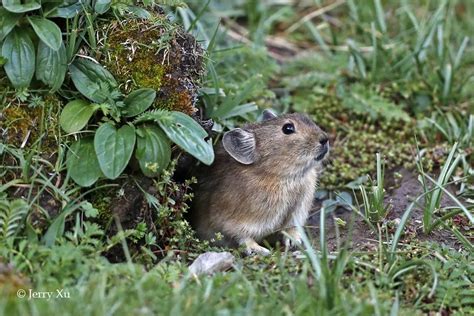也说好鼠兔 野去自然旅行