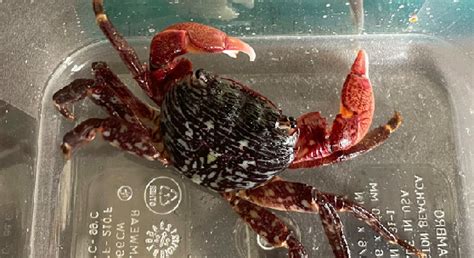 Individual Pachygrapsus Crassipes In Experimental Bin Download