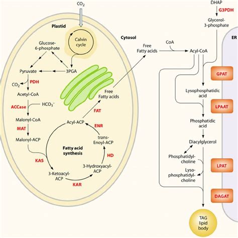 PDF Genetic Engineering Of Algae For Enhanced Biofuel Production
