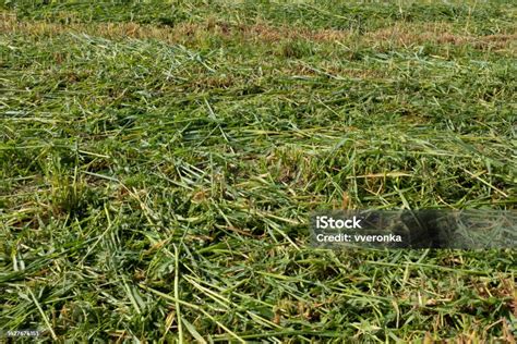 가운 잔디 클로즈업 경사 필드의 자연스러운 질감 게시물을위한 여름 녹색 배경 스크린 세이버 벽지 엽서 포스터 배너 커버 웹 사이트 수평 고품질 사진 갈색에 대한 스톡 사진