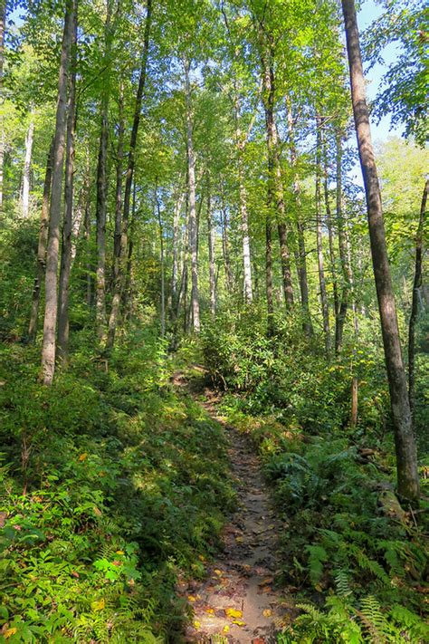 Caney Bottom Trail 361 Dwhike