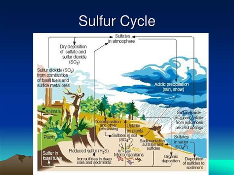 Sulfur Cycle Steps