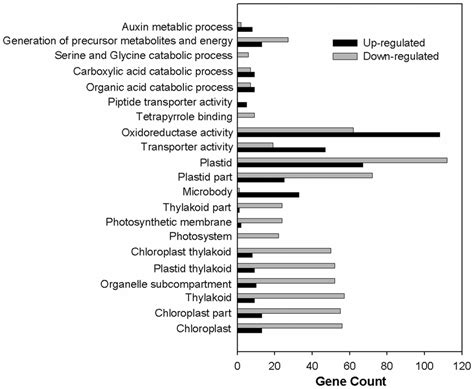 go analysis of differentially expressed genes obtained from solexa