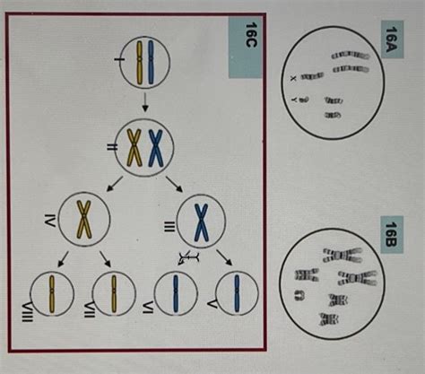 Solved 1 Figure 16 A Represents A Diploid Precursor Germ