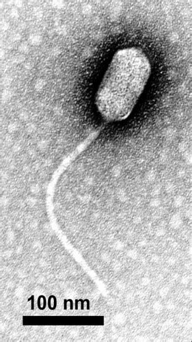 Prochlorococcus Siphoviridae Mit9313 4 Taken By Matthew Su… Flickr