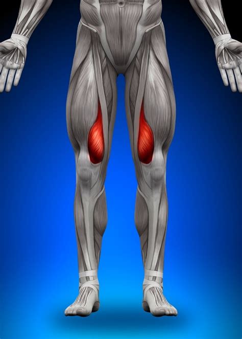 Muscle Group Of The Week Quadriceps Moyer Total Wellness