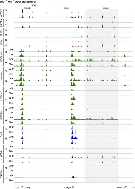 Figures And Data In H3k4 Mono And Di Methyltransferase Mll4 Is Required For Enhancer Activation