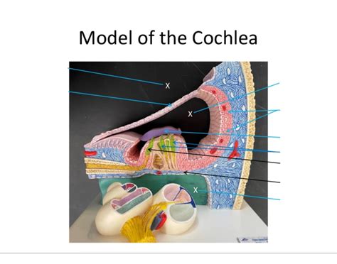 Model Of The Cochlea Quiz