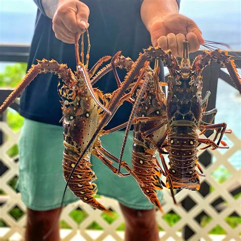 Caribbean Spiny Lobster San Salvador Seafood Company