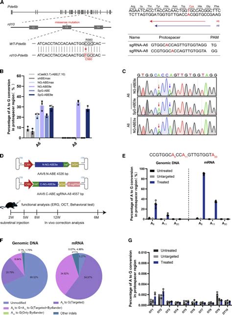 In Vivo Base Editing Rescues Photoreceptors In A Mouse Model Of Retinitis Pigmentosa Molecular