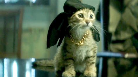 Gangster Cat Wallpapers Top Free Gangster Cat Backgrounds Wallpaperaccess