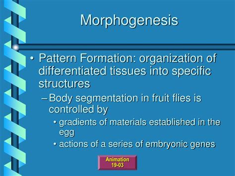 Ppt Embryology Powerpoint Presentation Free Download Id1377937