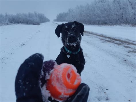 Frosty fetch. : r/Blacklabs