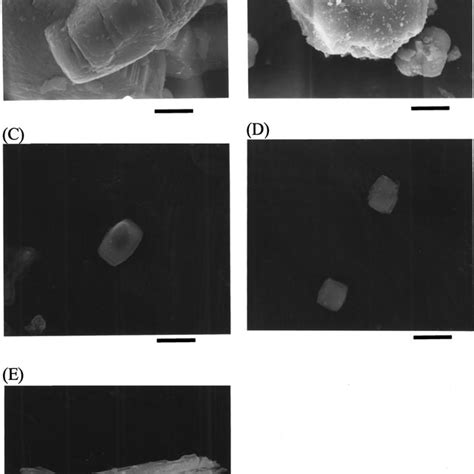 Sem Photographs Of Al Mordenite A Fe25 Substituted Mordenite B