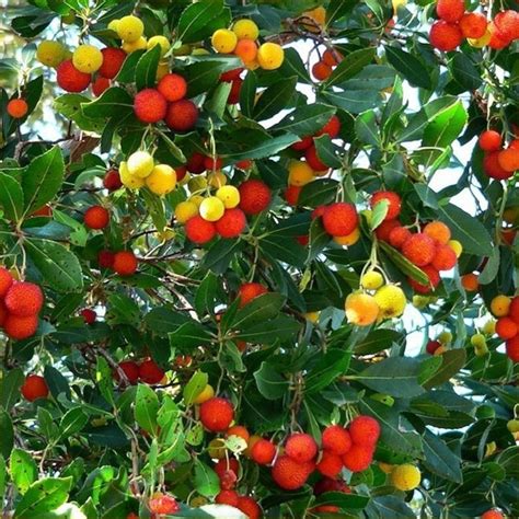 Dwarf Strawberry Tree Seeds Arbutus Unedo Edible Fruit Ar8020 Etsy