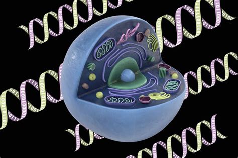Crispr Base Editing Gives Live Cell Computation An Upgrade Dna Dna