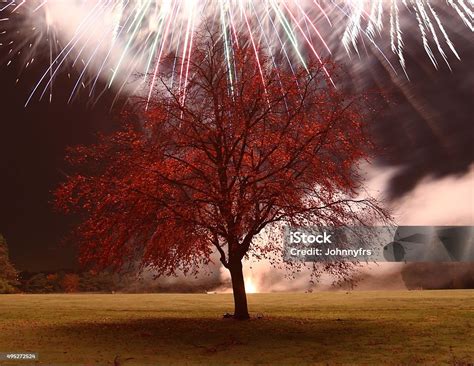 Pohon Jahe Foto Stok Unduh Gambar Sekarang 2015 Alam Fotografi Pohon Jahe Foto Stok Unduh Gambar Sekarang 2015 Alam Fotografi
