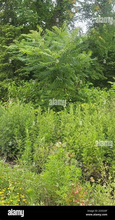 Staghorn Sumac Rhus Typhina Plantae Breakneck Ridge Fishkill Ny