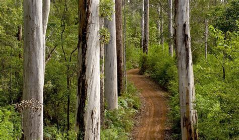 Getting To Know Australias Diverse Forests Australian Geographic
