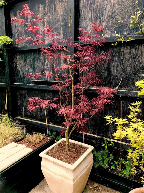 Acer Palmatum Sumi Nagashi Japanese Maple Tree