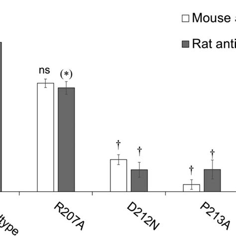 Stimulation Of Mutant β1‐ars Bearing Point Mutations Within Or Flanking Download Scientific