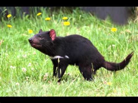 Tasmanian Devil Sound Youtube