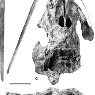 Odobenocetops Peruvianus Skull And Mandible Of A Female In Ventral