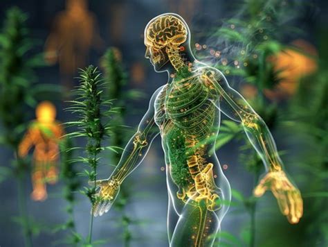 Терпены и физиология