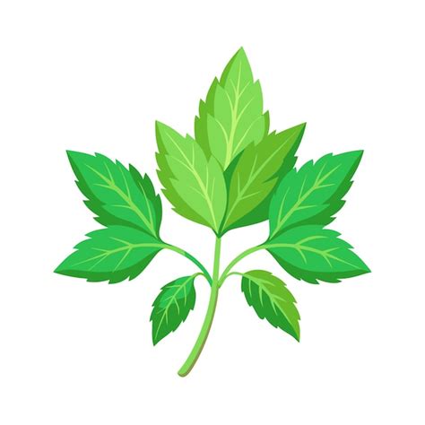 Beautiful Flat Style Leaf Herb Icon Vector Illustration Premium Ai
