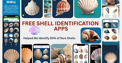8 Best Beaches For Shell Collecting By Region Find Rare And Beautiful Shells Marine Livings