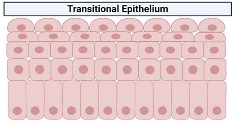 transitional epithelium definition structure functions