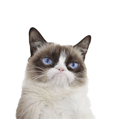 Cat Png