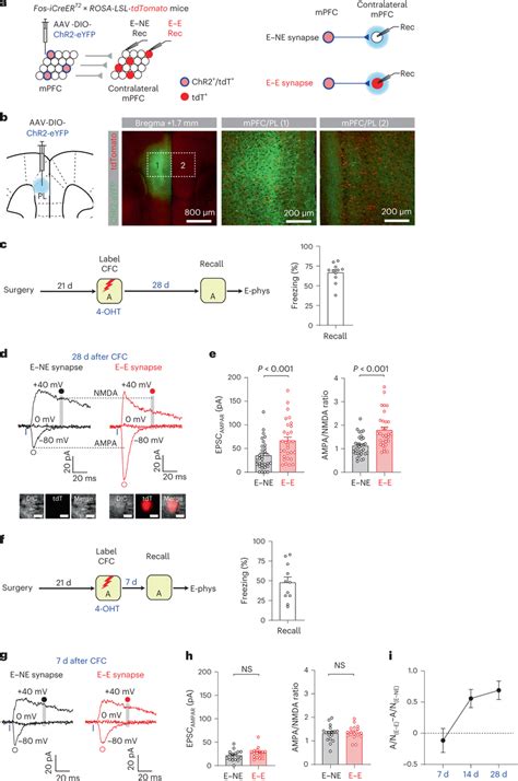 Progressive Strengthening Of Interhemispheric Excitatory Connections Download Scientific