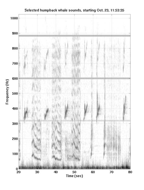 Spectrogram Of Humpback Whale Song Used In Matched Field Download Scientific Diagram