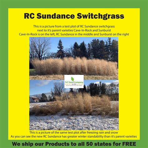 Rc Sundance Switchgrass Tnt Seed Company