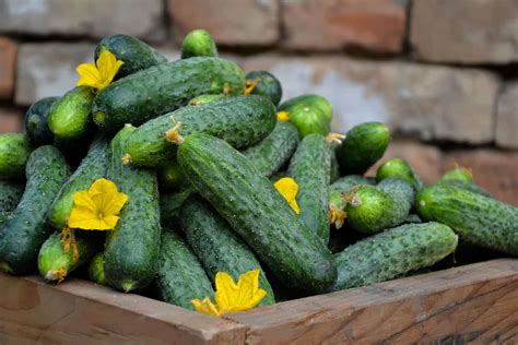 What To Do With Cucumber Plants At The End Of Season Top