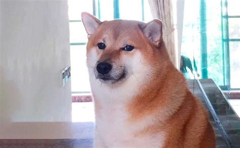 Cheems El Perrito De Los Memes Estaría Enfermo De Cáncer Chapin Tv