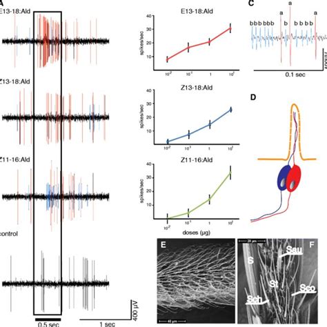 A Typical Response Of The Osns To The Sex Pheromone Components Housed Download Scientific