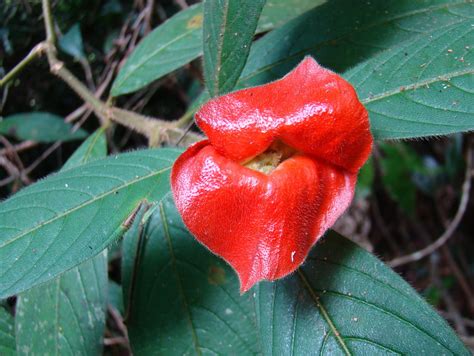 Psychotria Elata Planter Et Entretenir Pagesjaunes